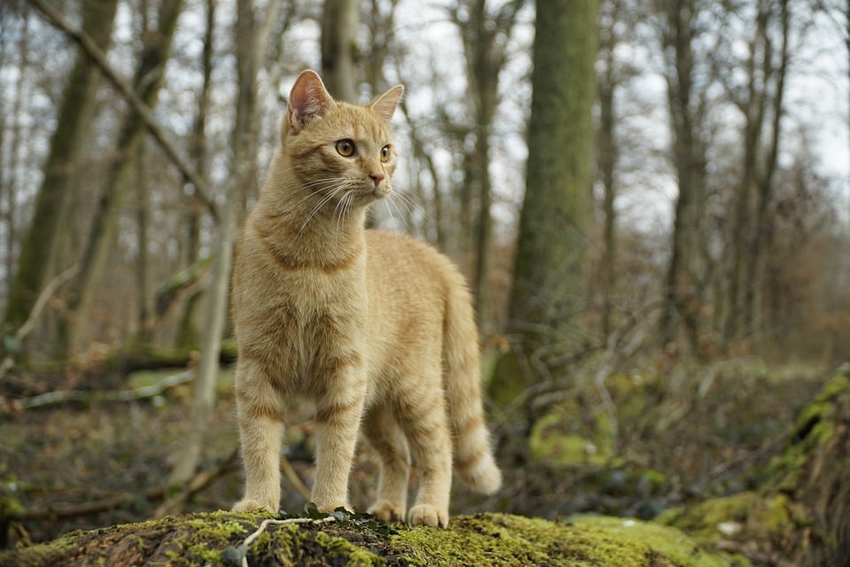 Understanding Essential StaffCARE Insurance: A Comprehensive Guide for ...